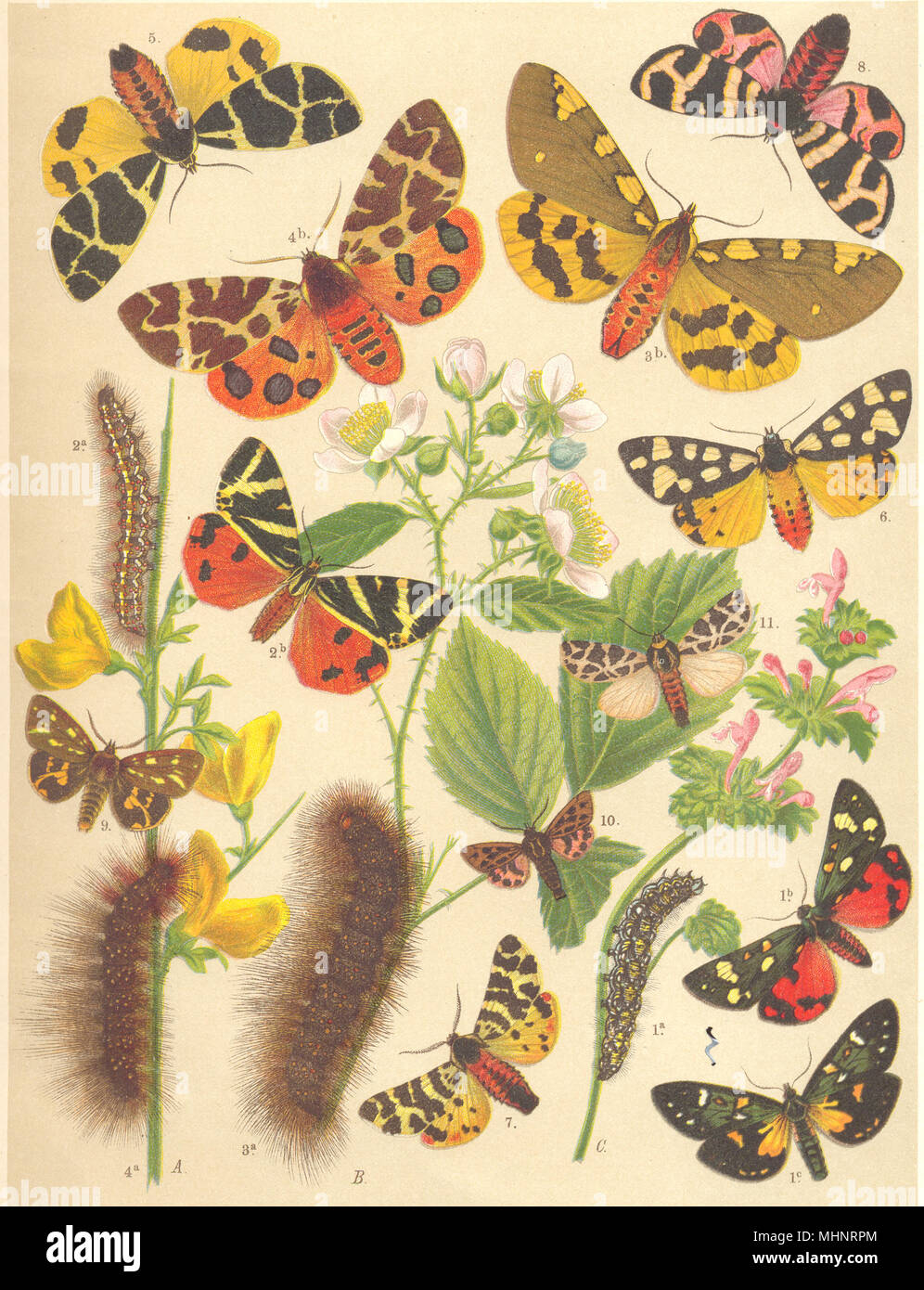 Tiger moth arctiidae hi-res stock photography and images - Alamy