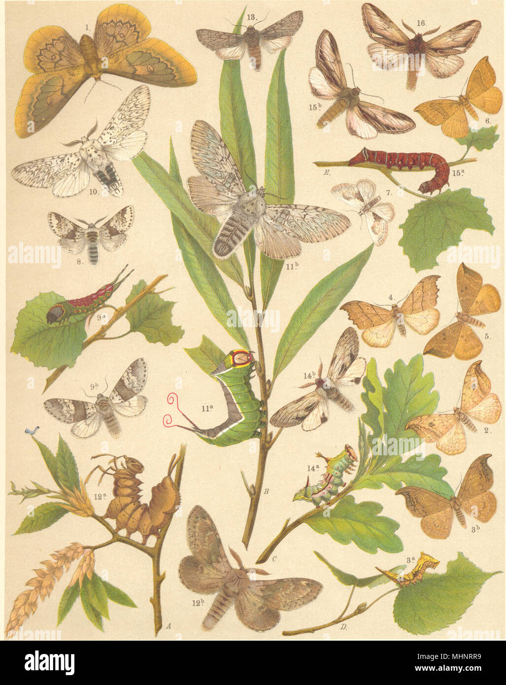 Chinese Character Moth Stock Photos & Chinese Character Moth Stock ...