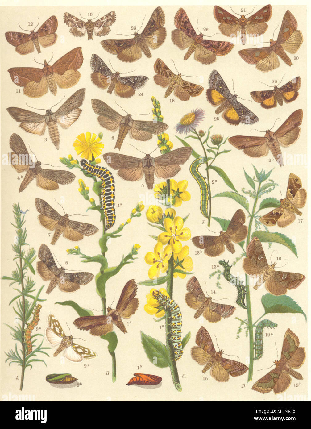 Mullein shark moth hi-res stock photography and images - Alamy