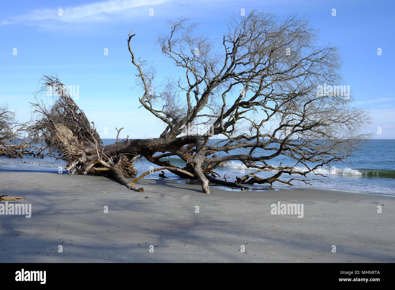 Dead trees on Hunting Island Beach in South Carolina Stock Photo - Alamy