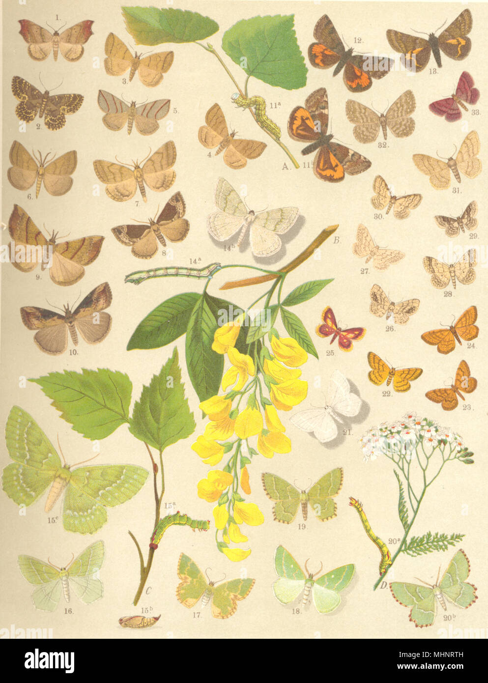 MOTHS. Beautiful Hook-tip;Waved Black;Lesser Belle;Common Fan-foot ...