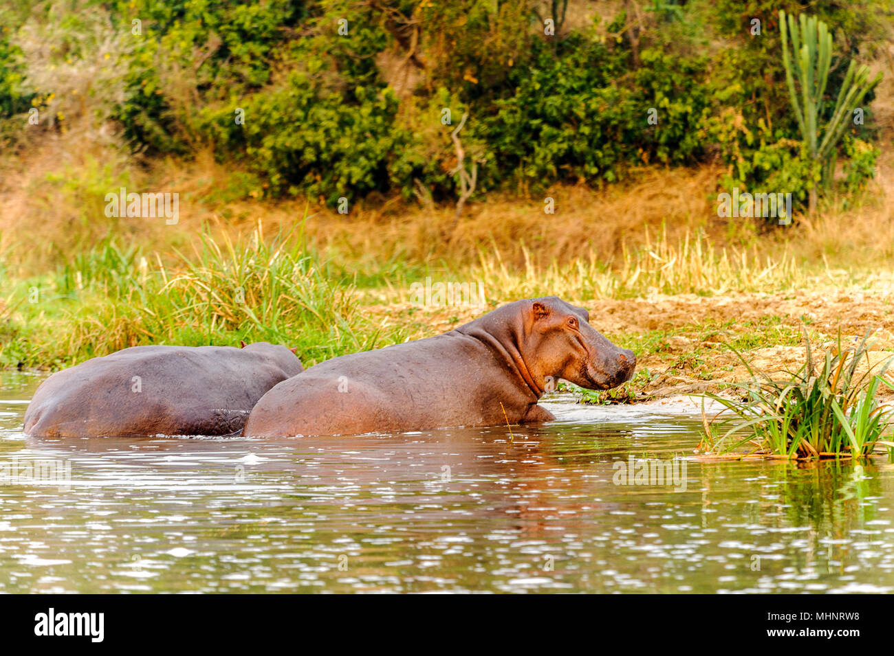 Hippopotamus in Uganda, Africa Stock Photo - Alamy