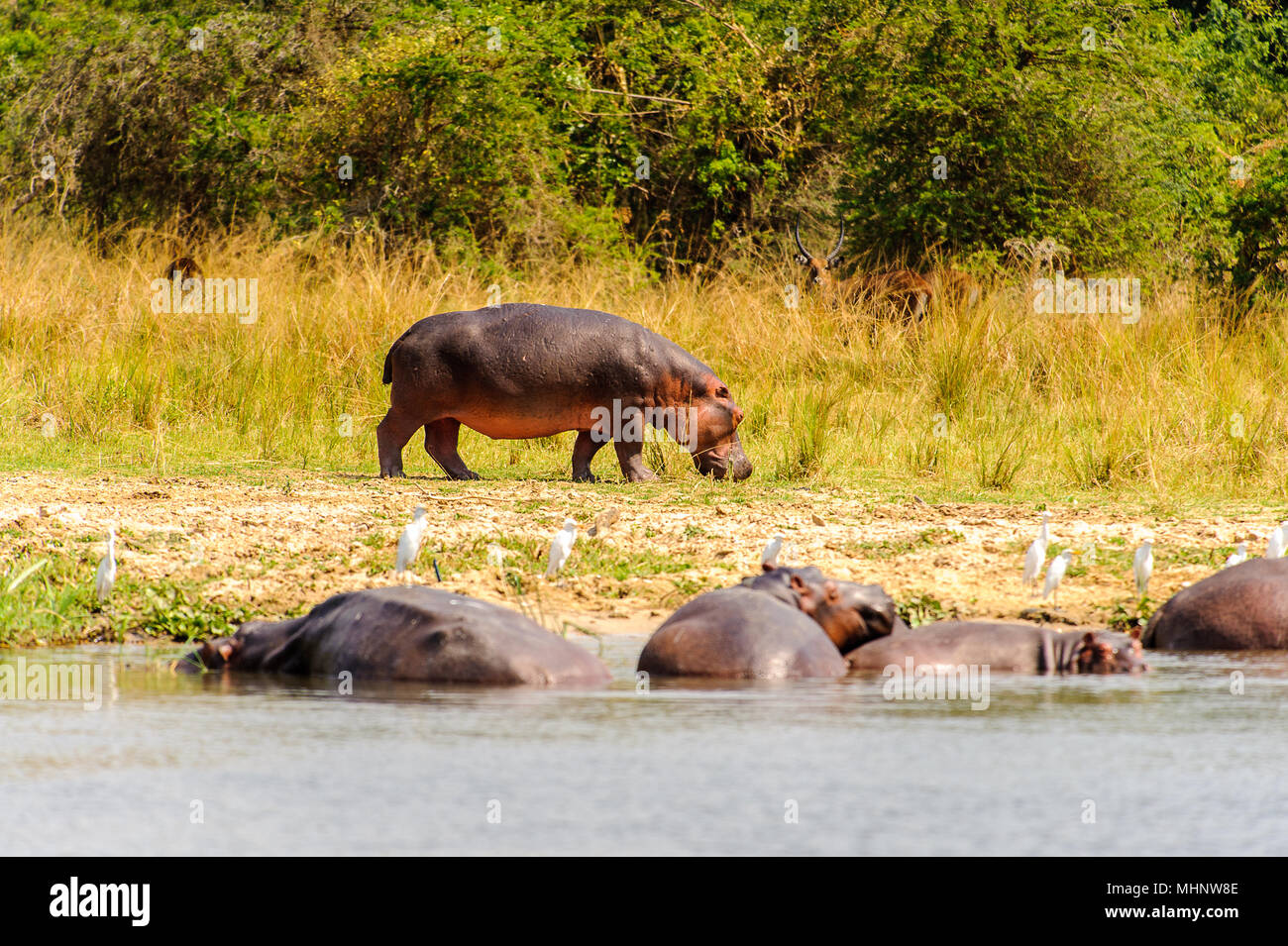 Hippopotamus in Uganda, Africa Stock Photo - Alamy