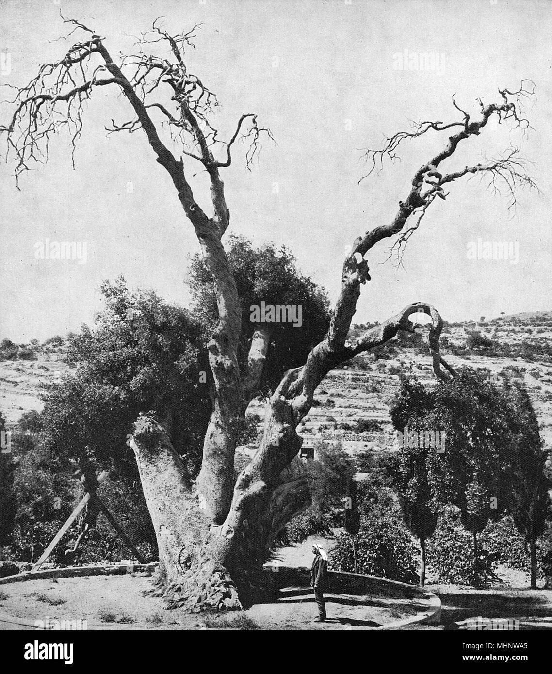 Abraham's Oak, Mamre, Judea, Holy Land Stock Photo - Alamy