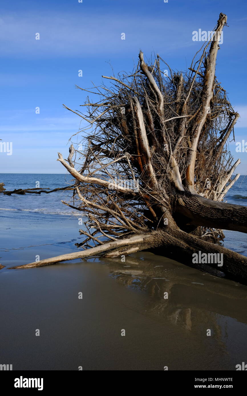 Dead trees on Hunting Island Beach in South Carolina Stock Photo - Alamy