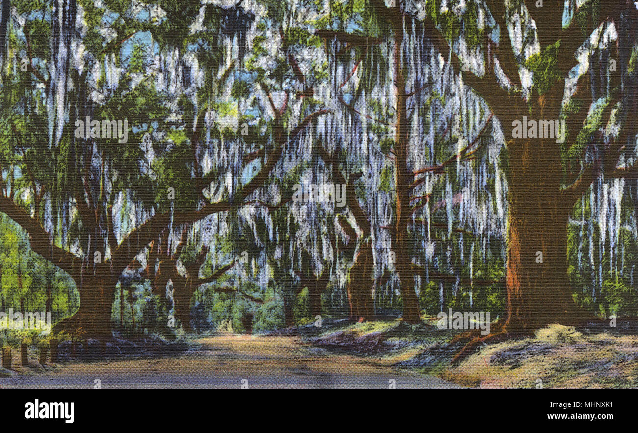 Postcard booklet, oak trees draped with moss, USA Stock Photo - Alamy