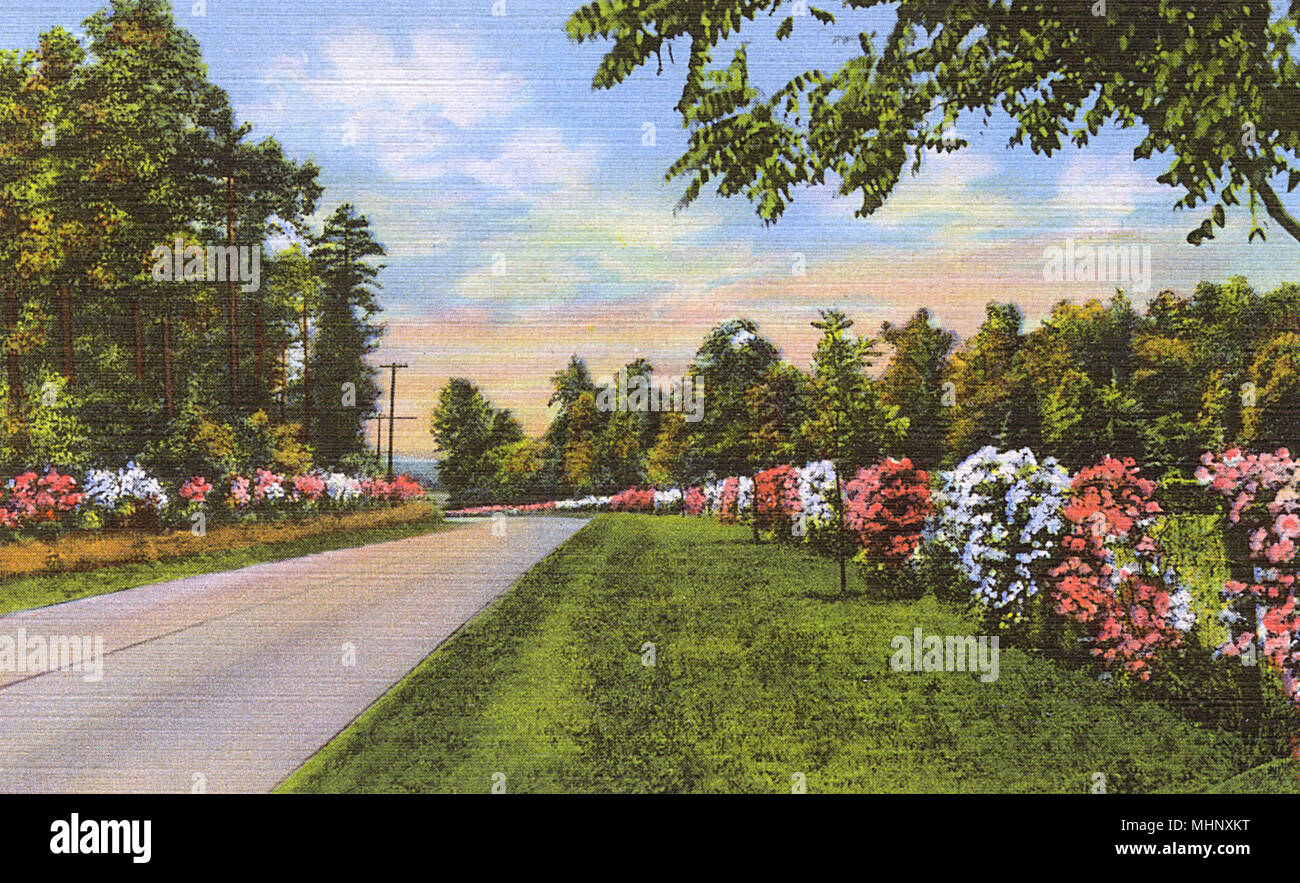 Dixie roses hi-res stock photography and images - Alamy