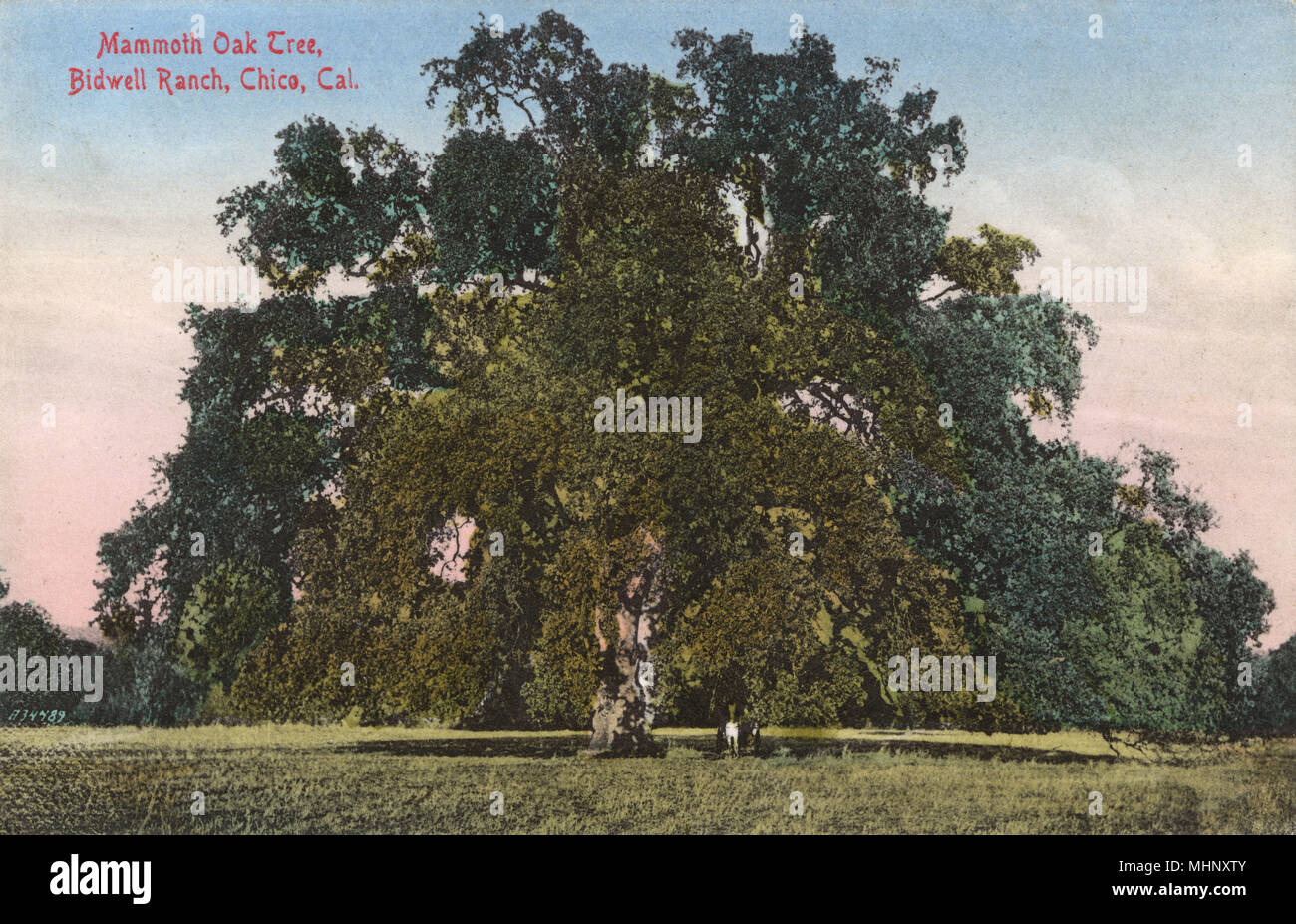 Mammoth oak tree, Bidwell Ranch, Chico, California, USA Stock Photo - Alamy
