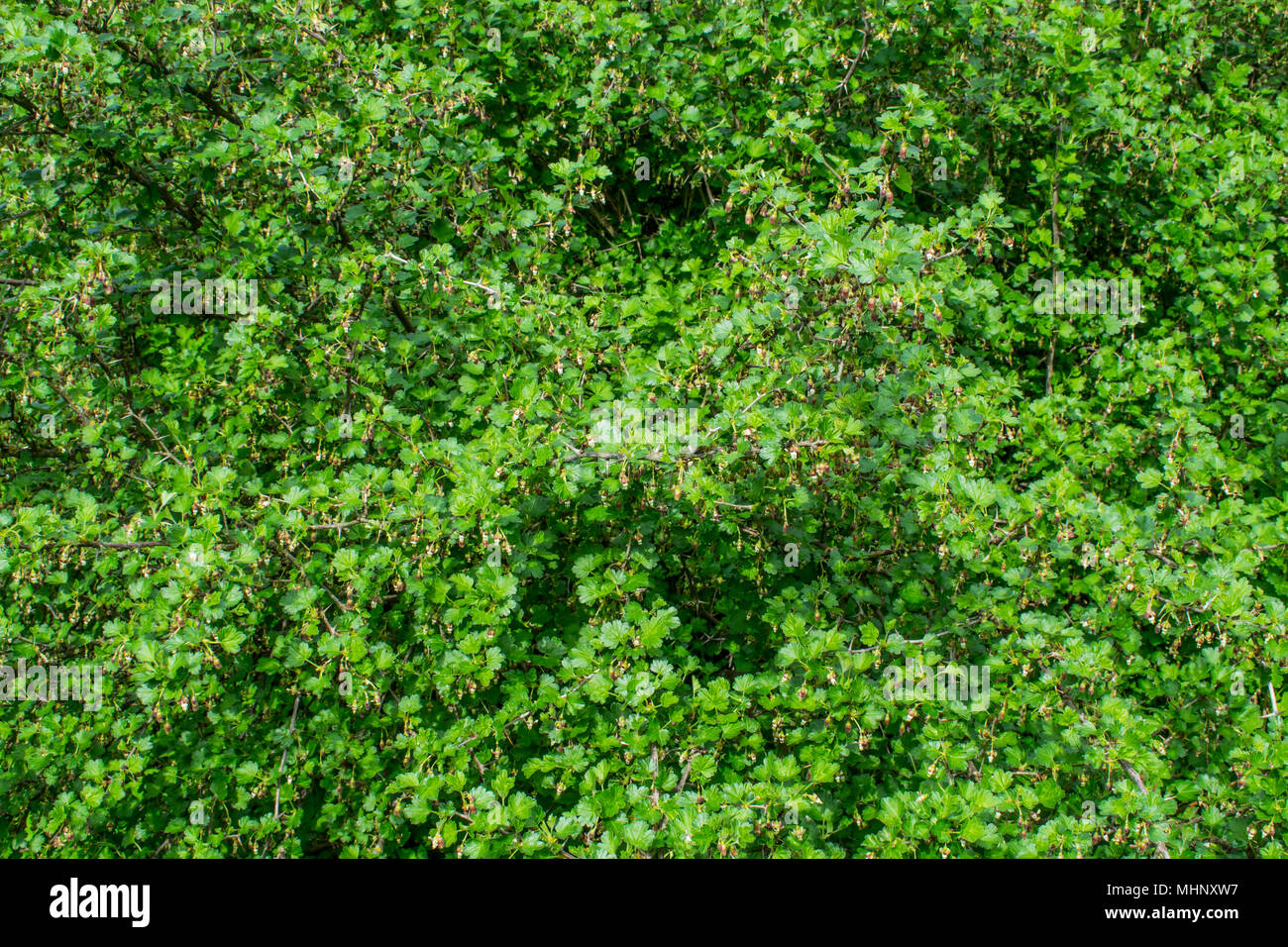 Round ornamental tree hi-res stock photography and images - Alamy
