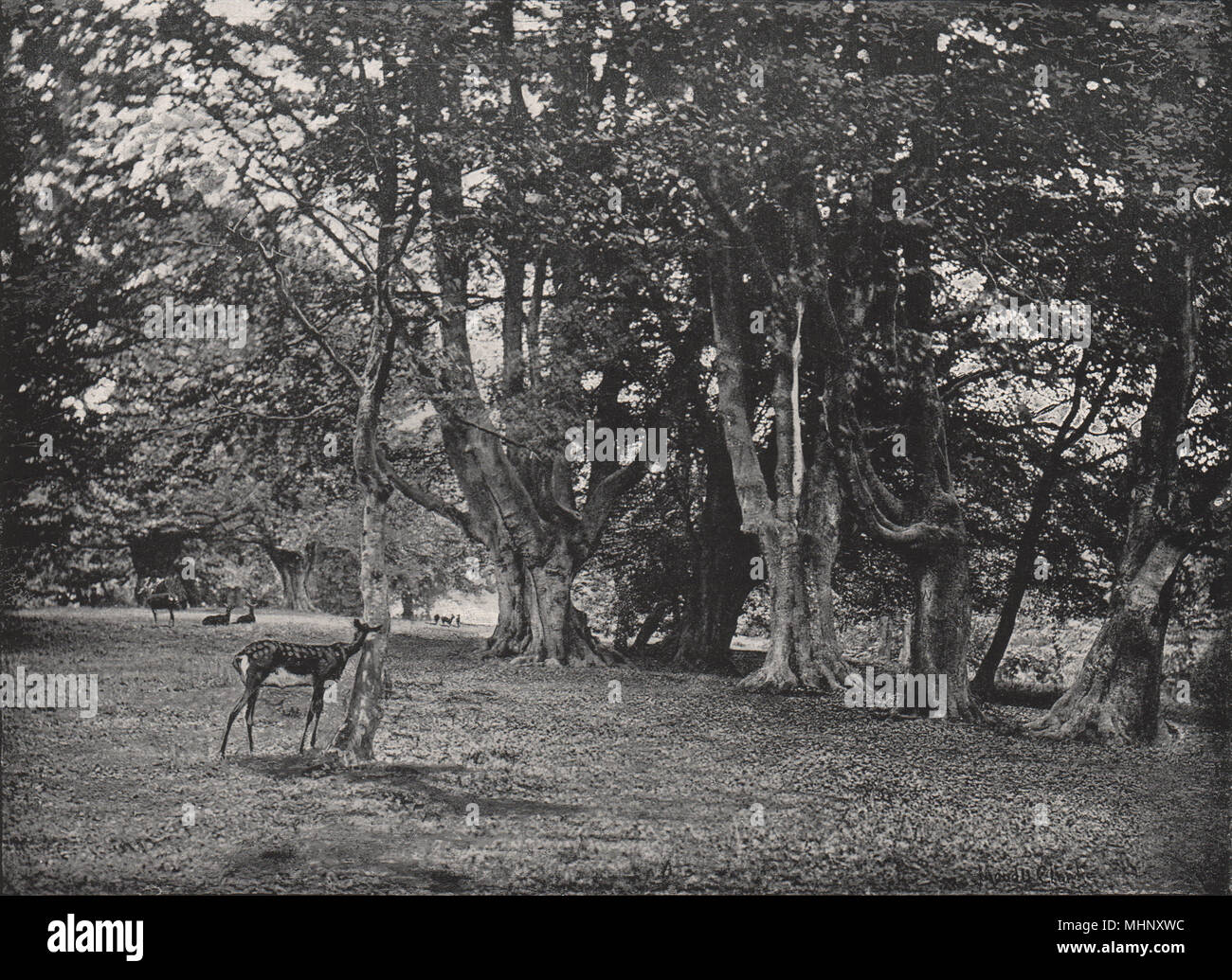 EPPING FOREST. Beech Wood. Essex 1900 old antique vintage print picture ...