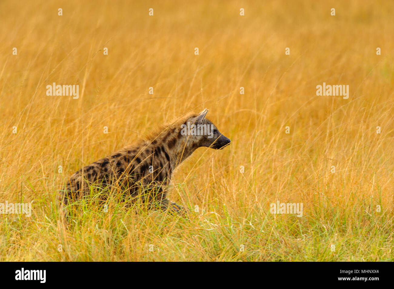 African spot hyena in Uganda Stock Photo - Alamy