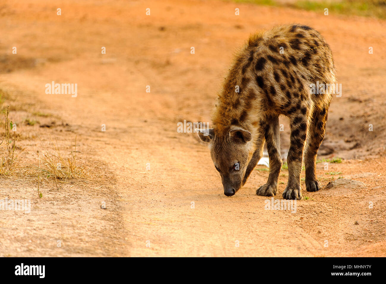 African spot hyena in Uganda Stock Photo - Alamy