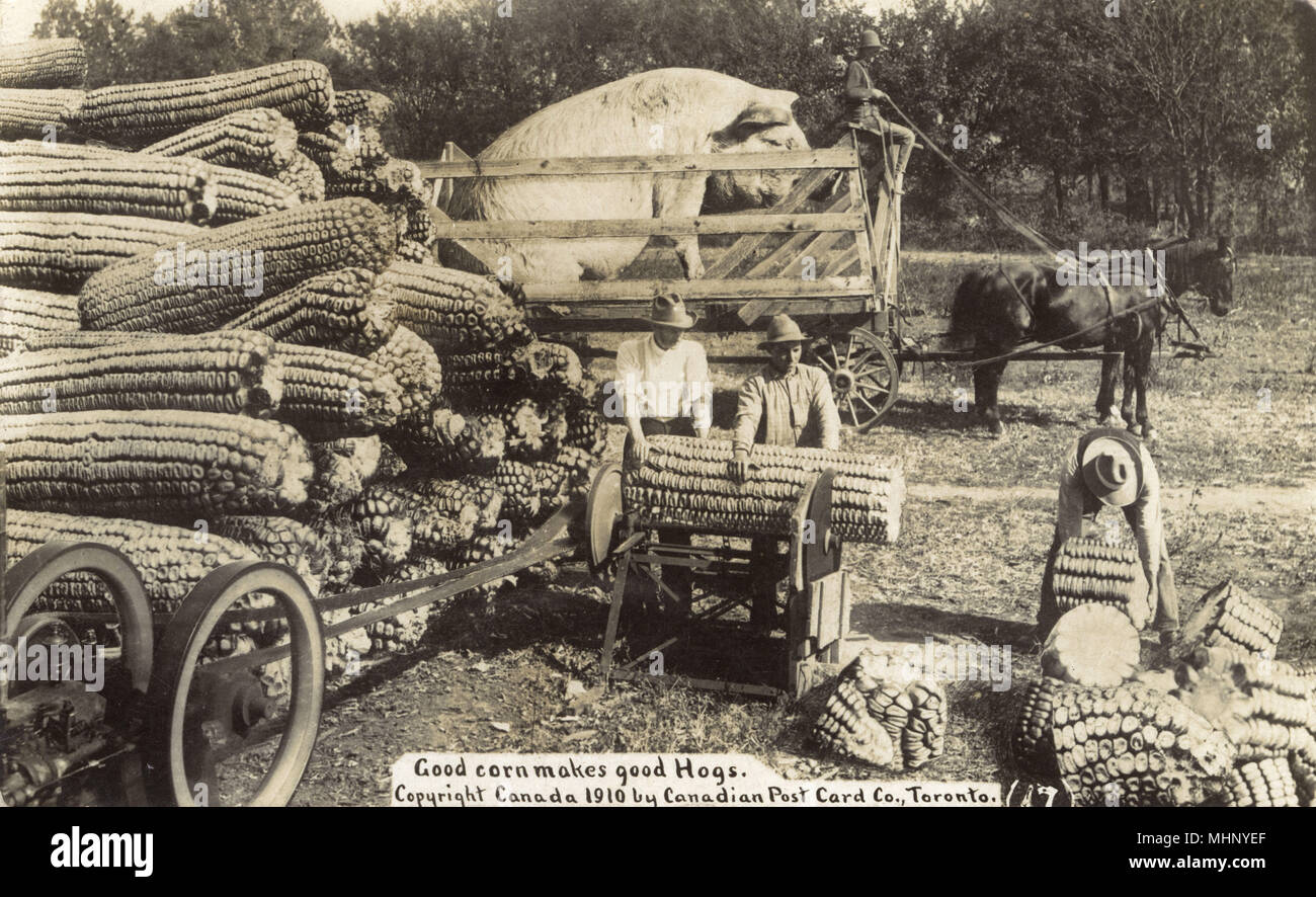 Cutting giant sweetcorn for a giant hog, Canada Stock Photo - Alamy