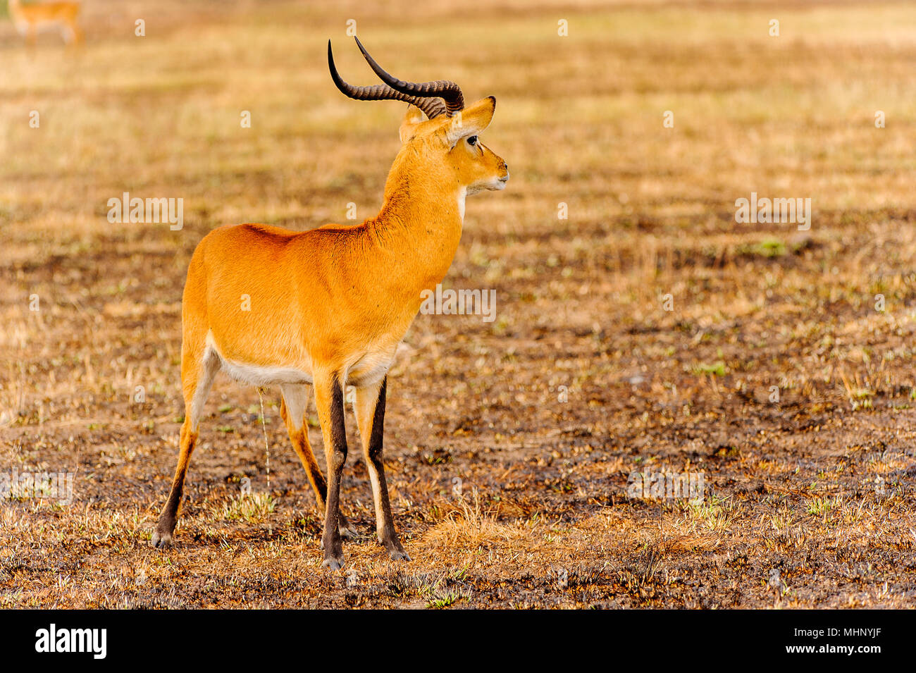 African antelope in Uganda Stock Photo - Alamy