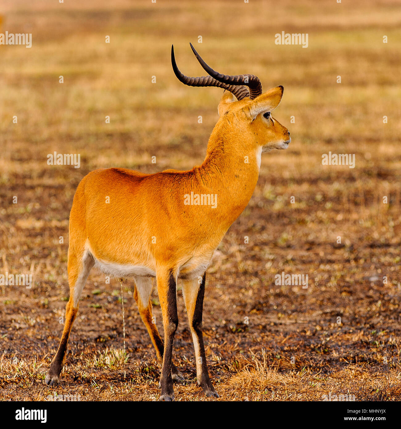 African antelope in Uganda Stock Photo - Alamy