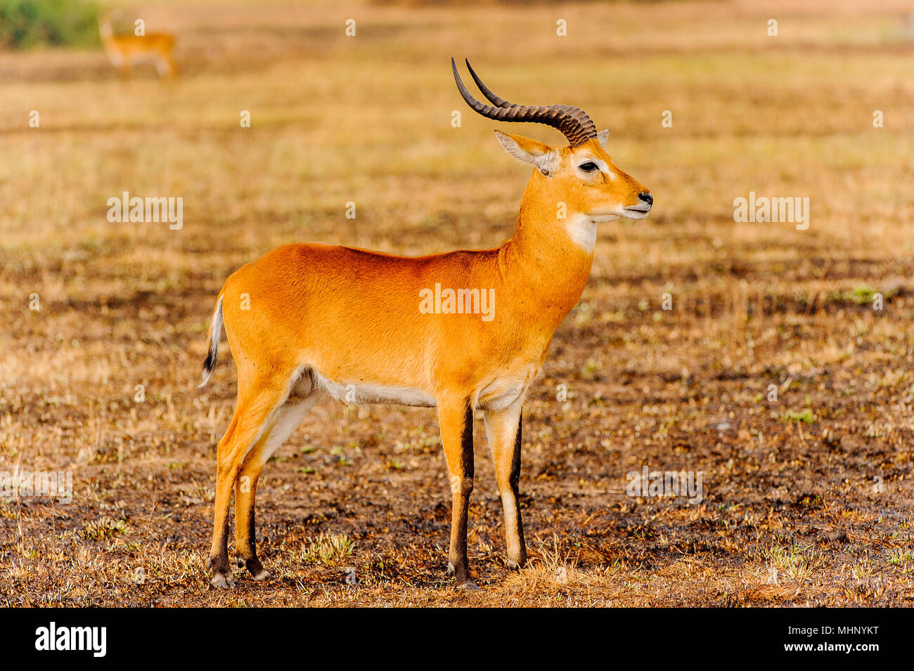 African antelope in Uganda Stock Photo - Alamy