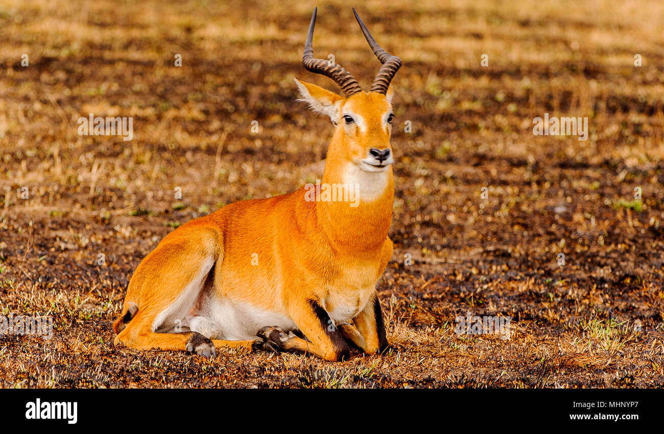 African antelope in Uganda Stock Photo - Alamy