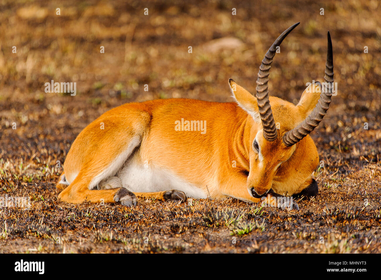 African antelope in Uganda Stock Photo - Alamy