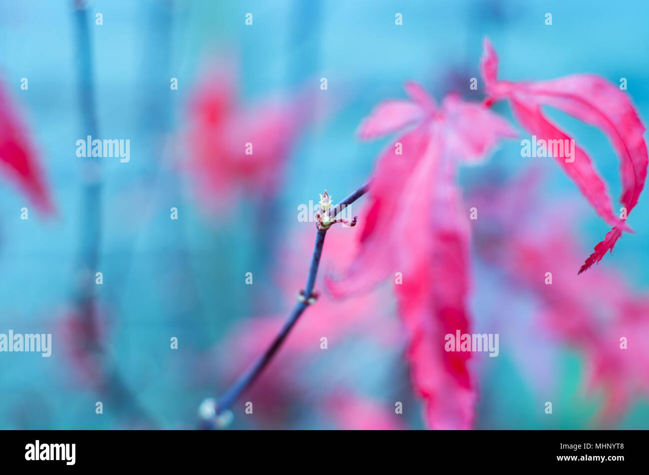 Budding red maple Stock Photo - Alamy