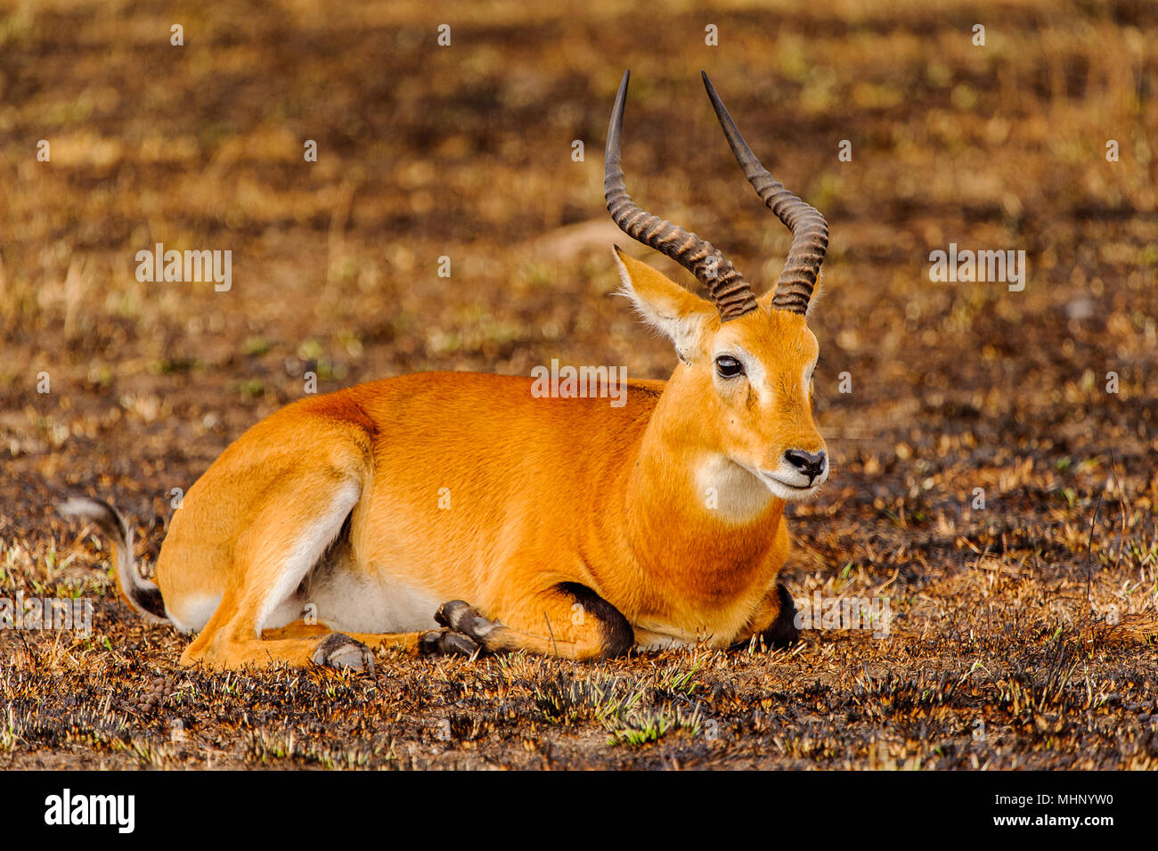 African antelope in Uganda Stock Photo - Alamy