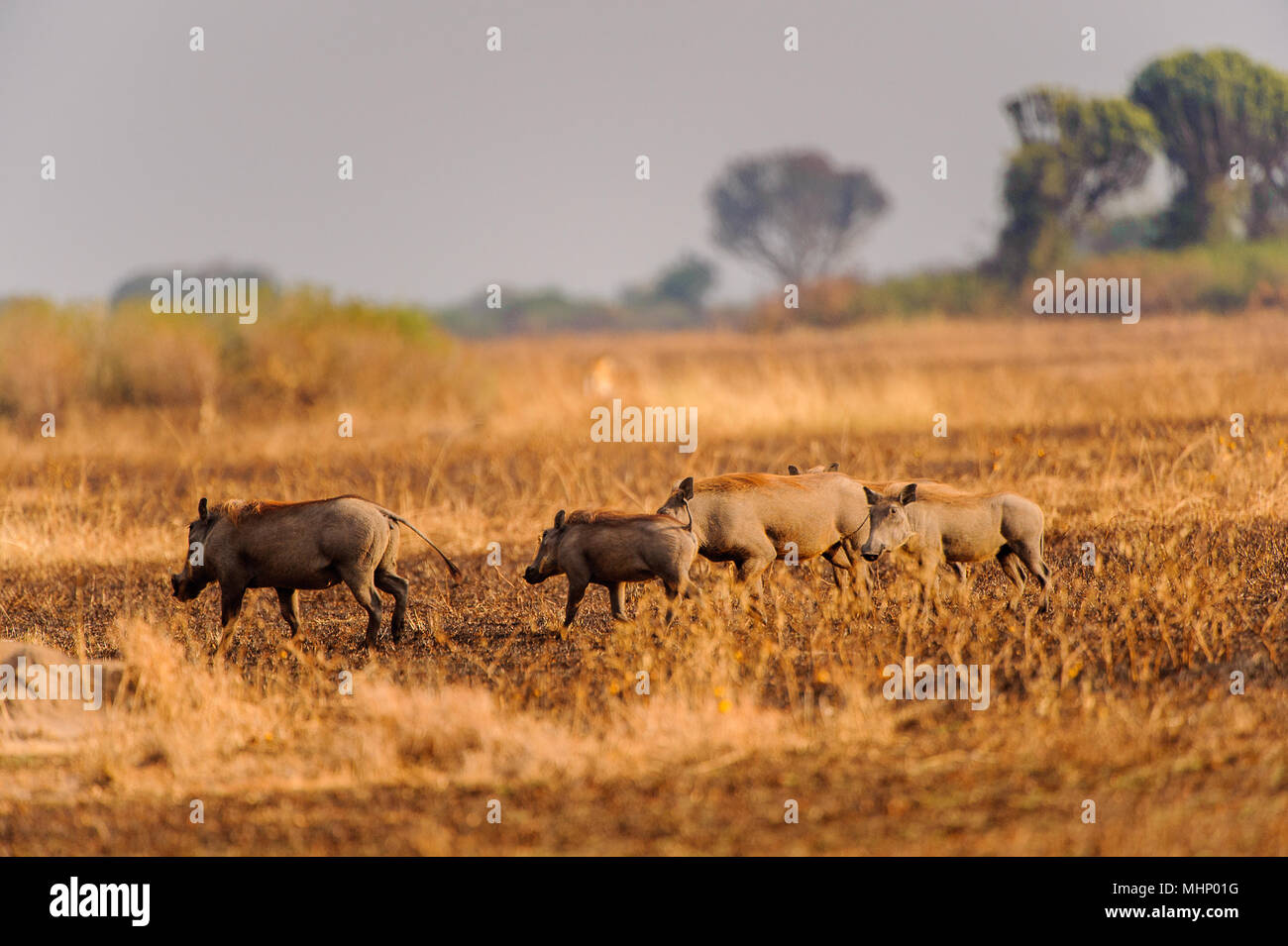Flock of boars hi-res stock photography and images - Alamy