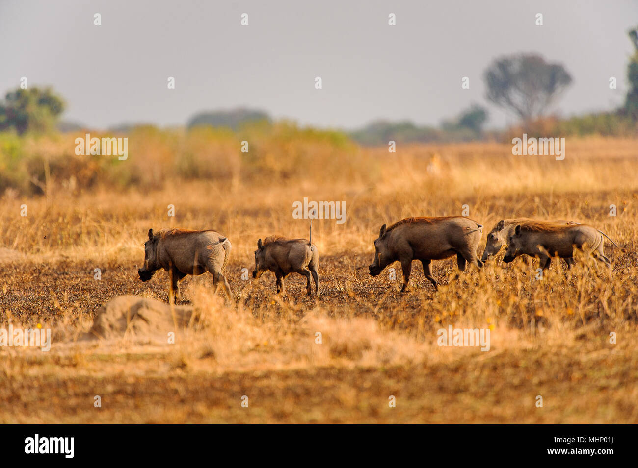 Wild boars in Africa Stock Photo - Alamy