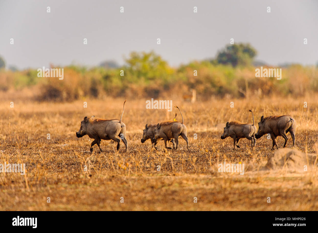 Wild boars in Africa Stock Photo - Alamy