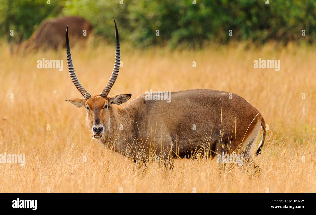 African antelope in Uganda Stock Photo - Alamy