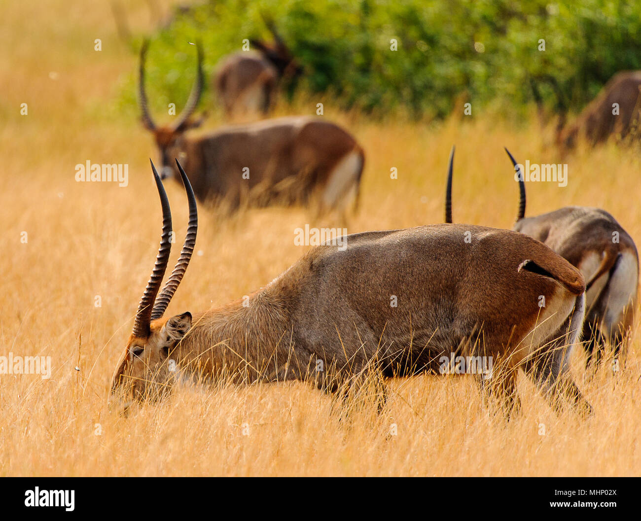 African antelope in Uganda Stock Photo - Alamy