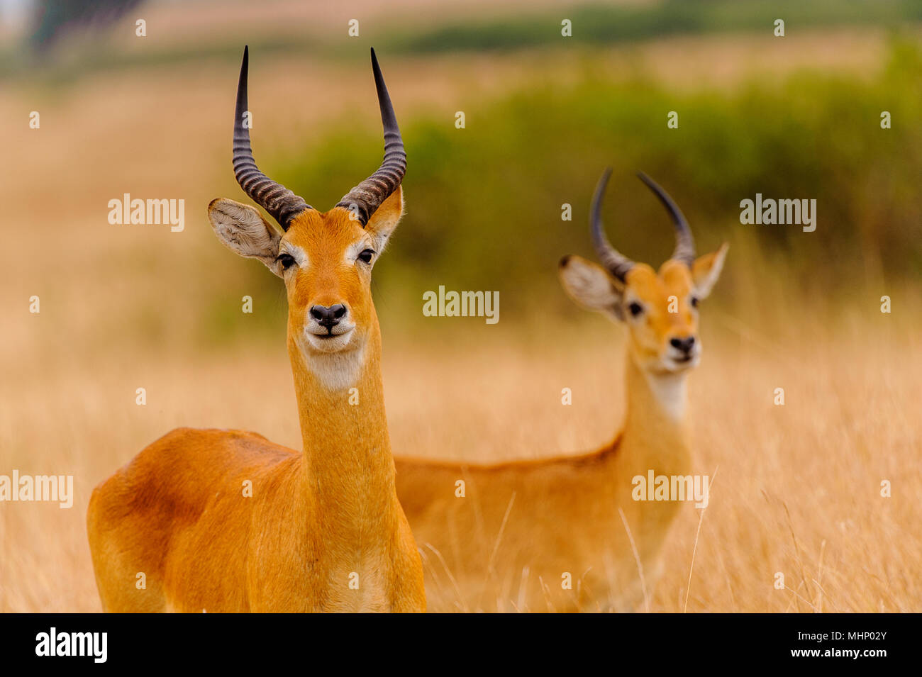 African antelope in Uganda Stock Photo - Alamy