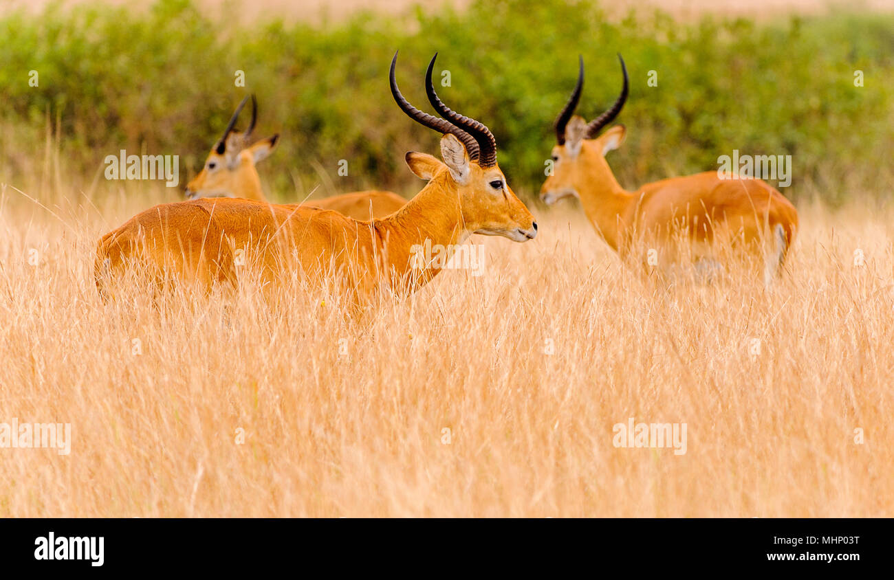 African antelope in Uganda Stock Photo - Alamy