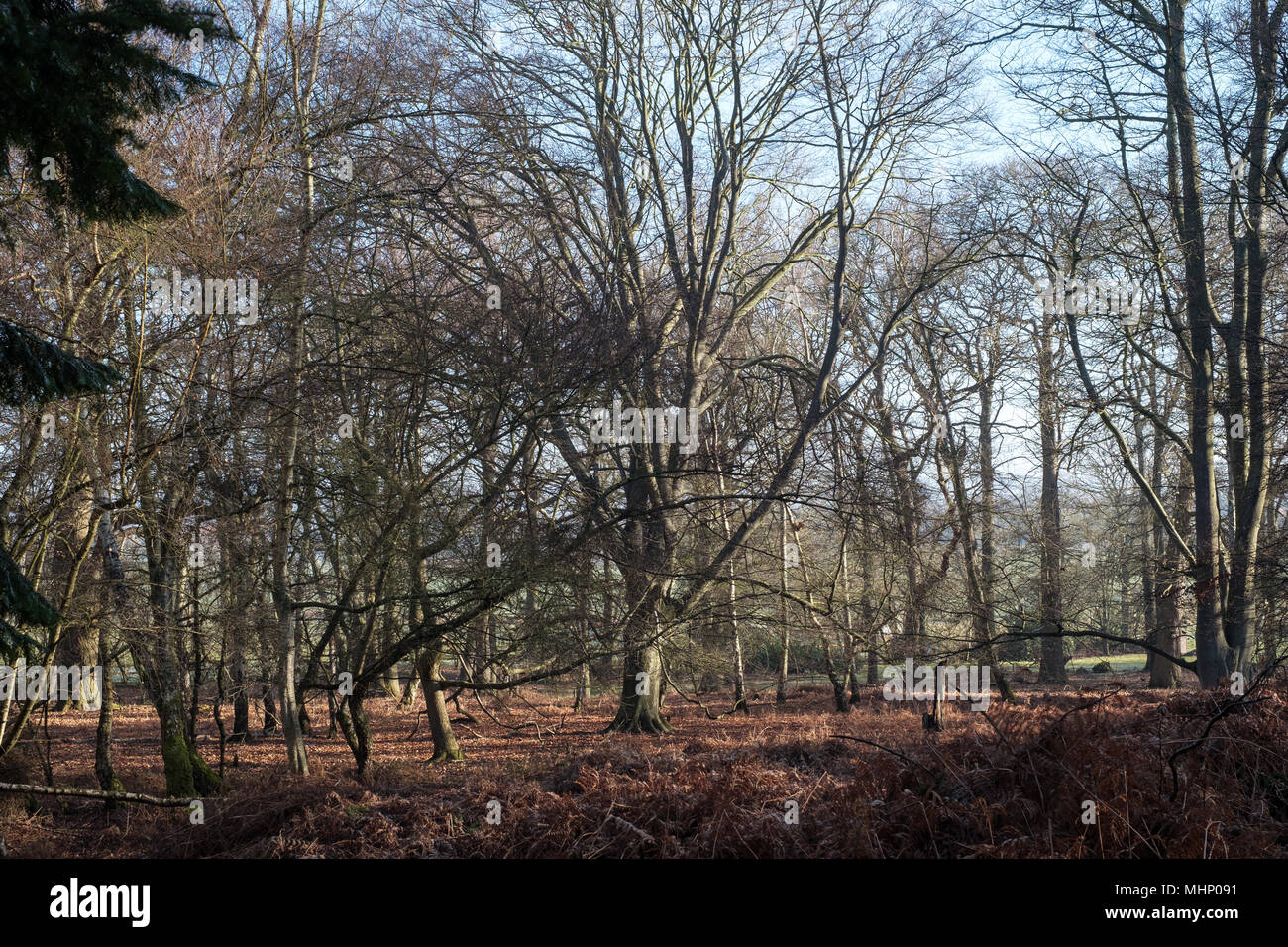 Bramshill hi-res stock photography and images - Alamy