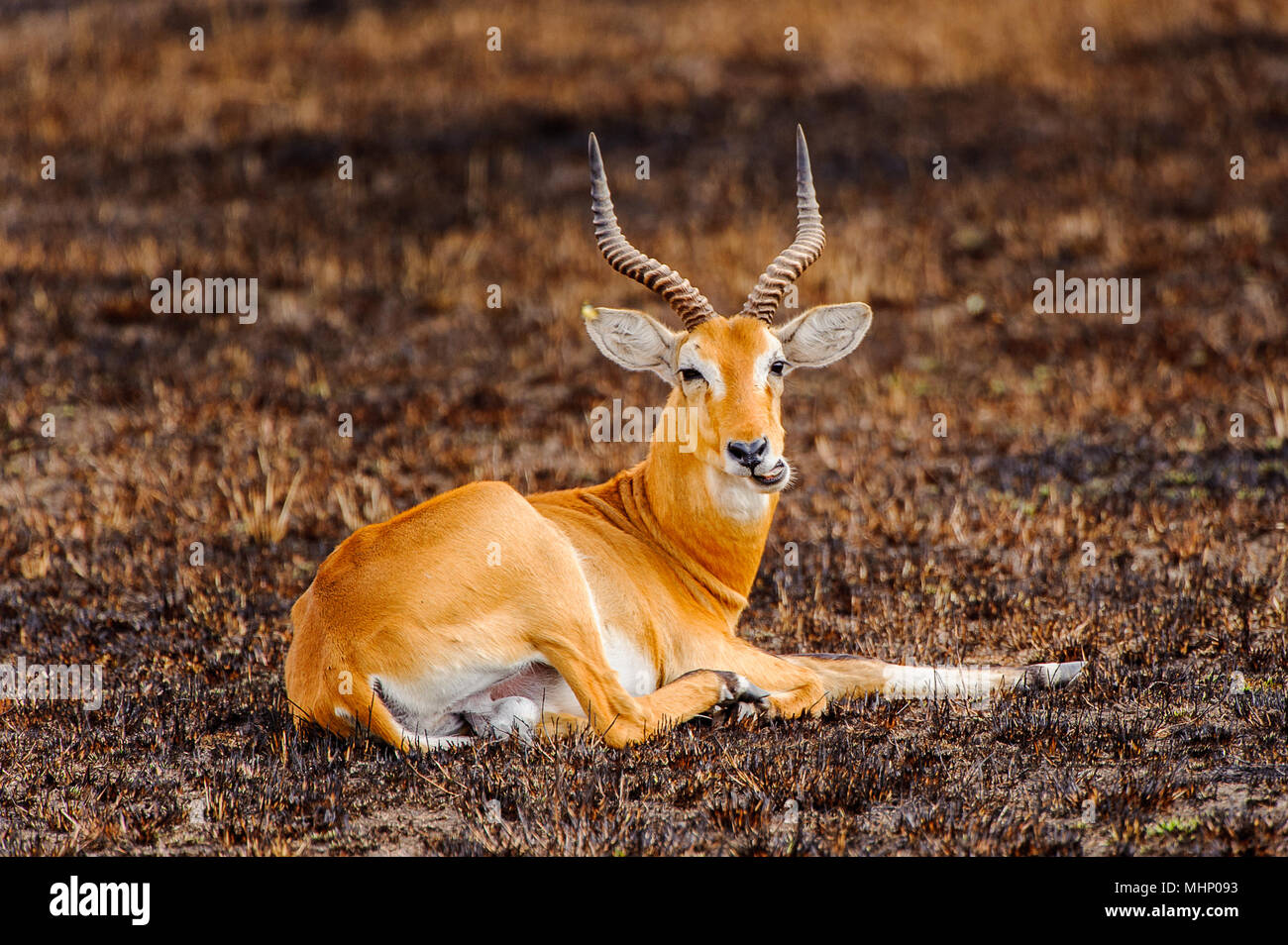 African antelope in Uganda Stock Photo - Alamy