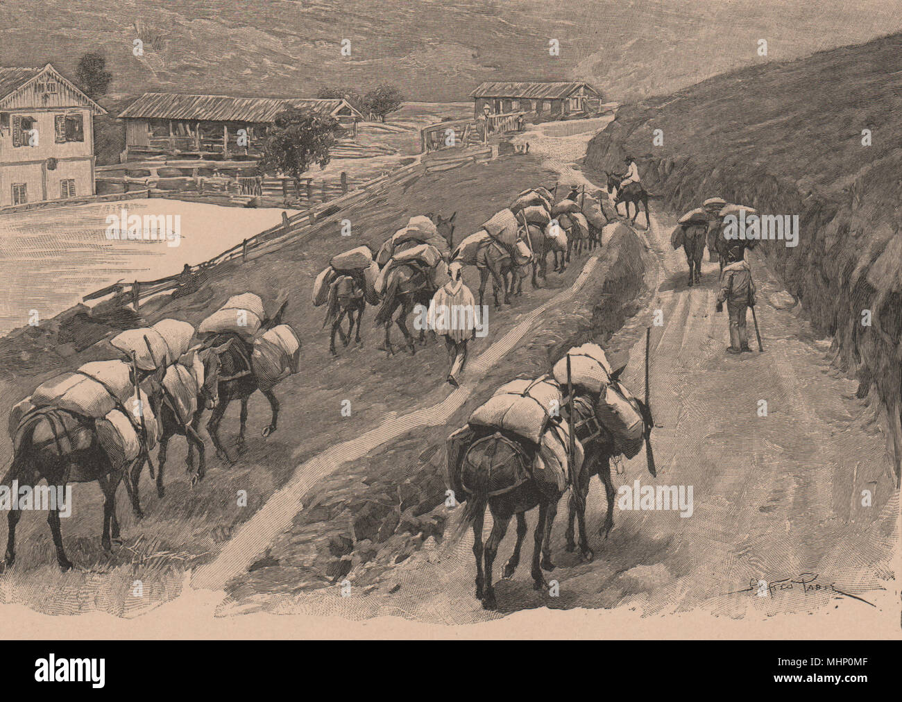 Mules Transporting minerals. Brazil 1885 old antique vintage print ...