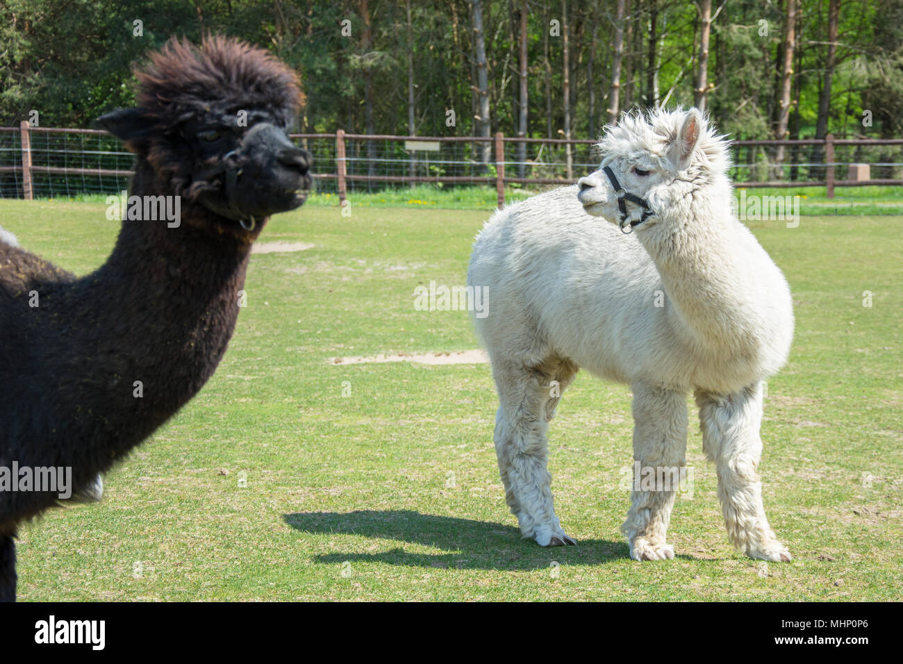 Two alpacas standing on a green pasture - white alpaca and head of ...