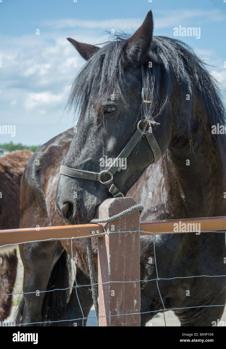 Portrait of a fading-black horse against blue sky Stock Photo - Alamy