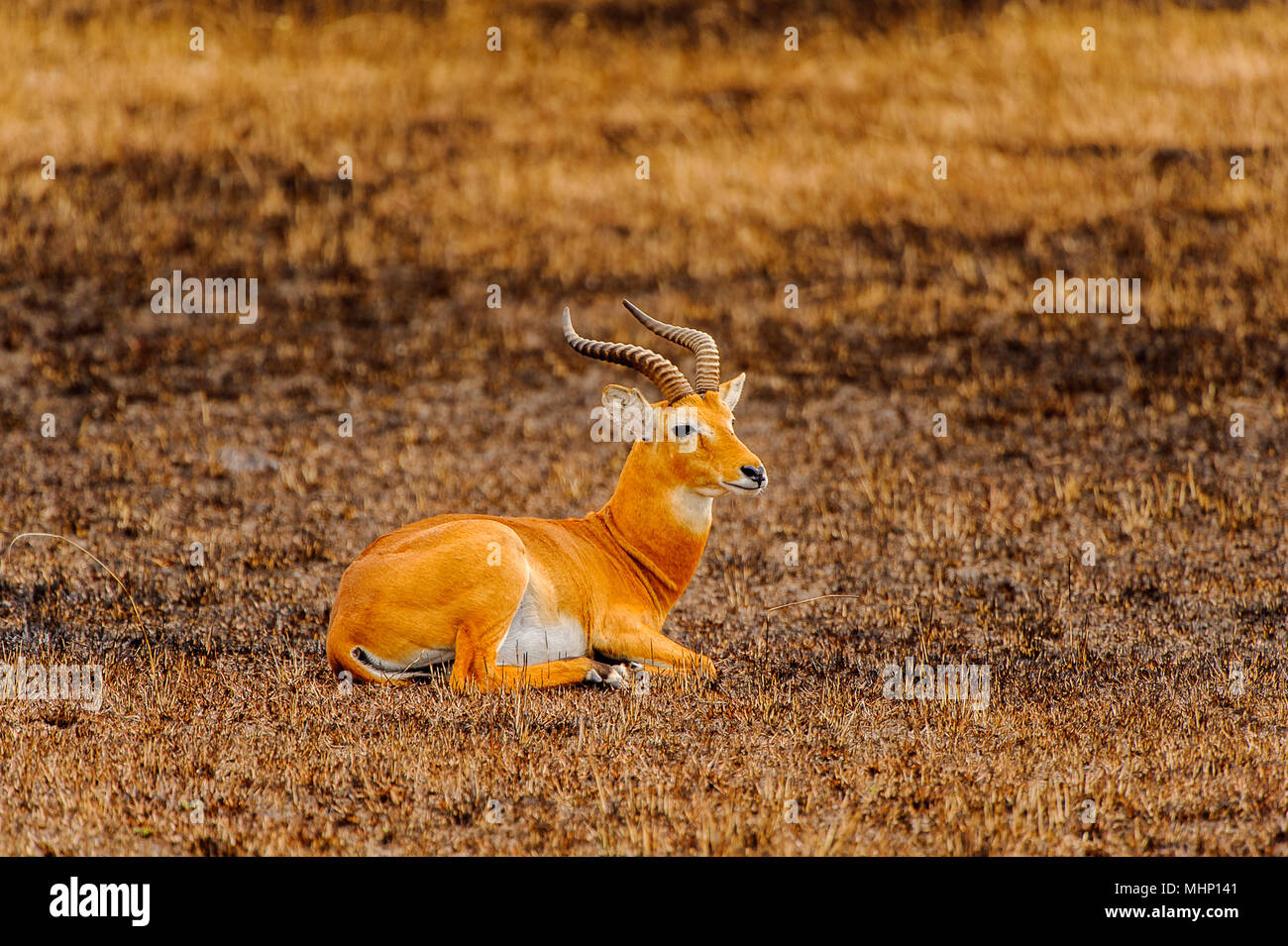 African antelope in Uganda Stock Photo - Alamy