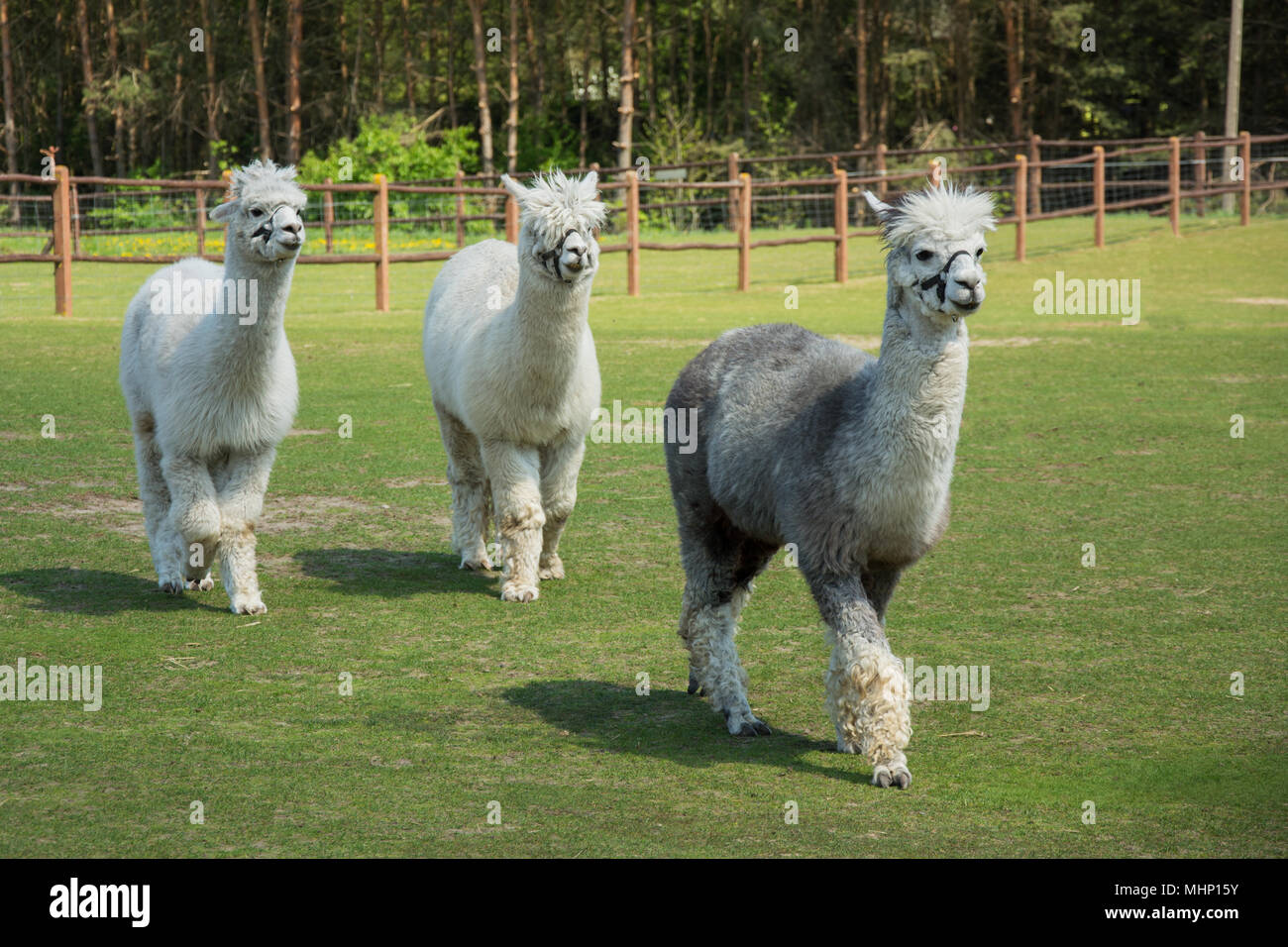Two alpaca lama pacos looking hi-res stock photography and images - Alamy