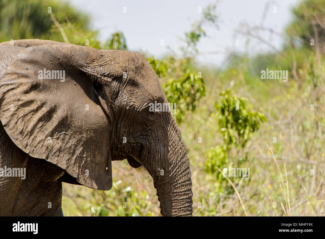 Elephants in Africa, Uganda Stock Photo - Alamy