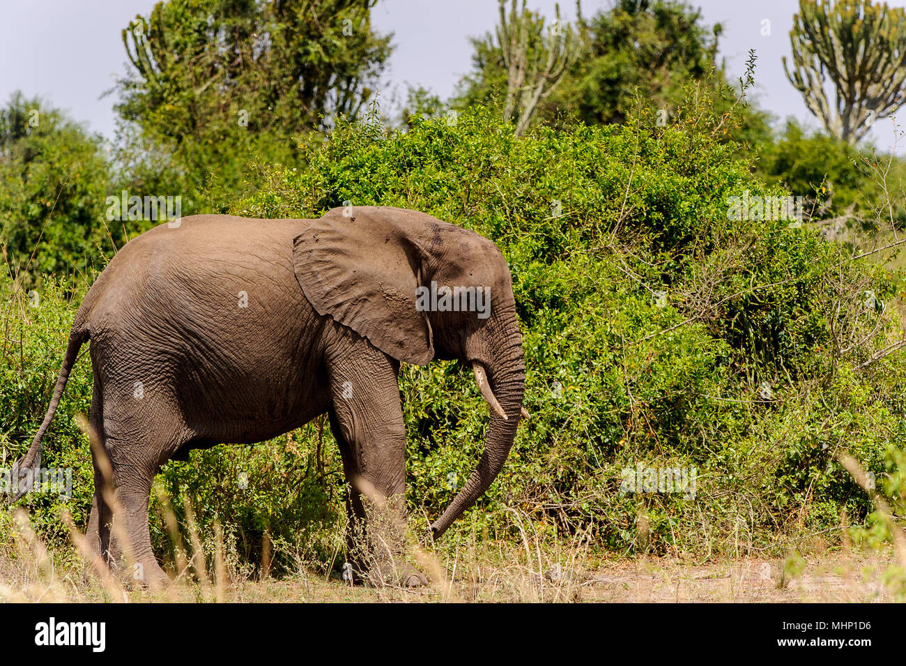 Elephants in Africa, Uganda Stock Photo - Alamy