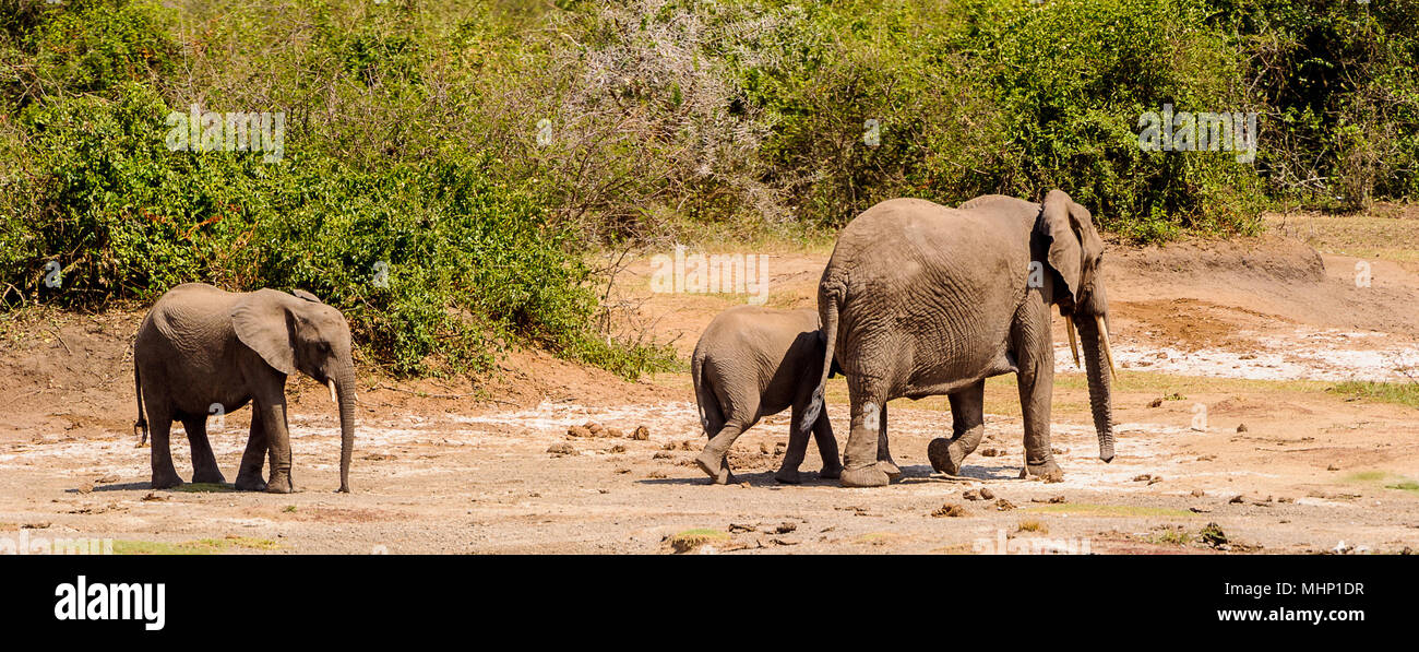 Elephants in Africa, Uganda Stock Photo - Alamy