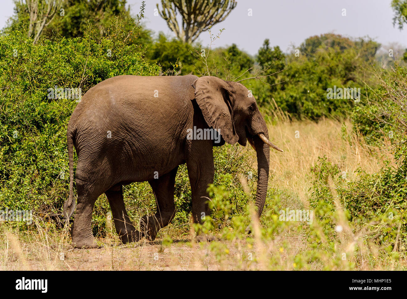 Elephants in Africa, Uganda Stock Photo - Alamy