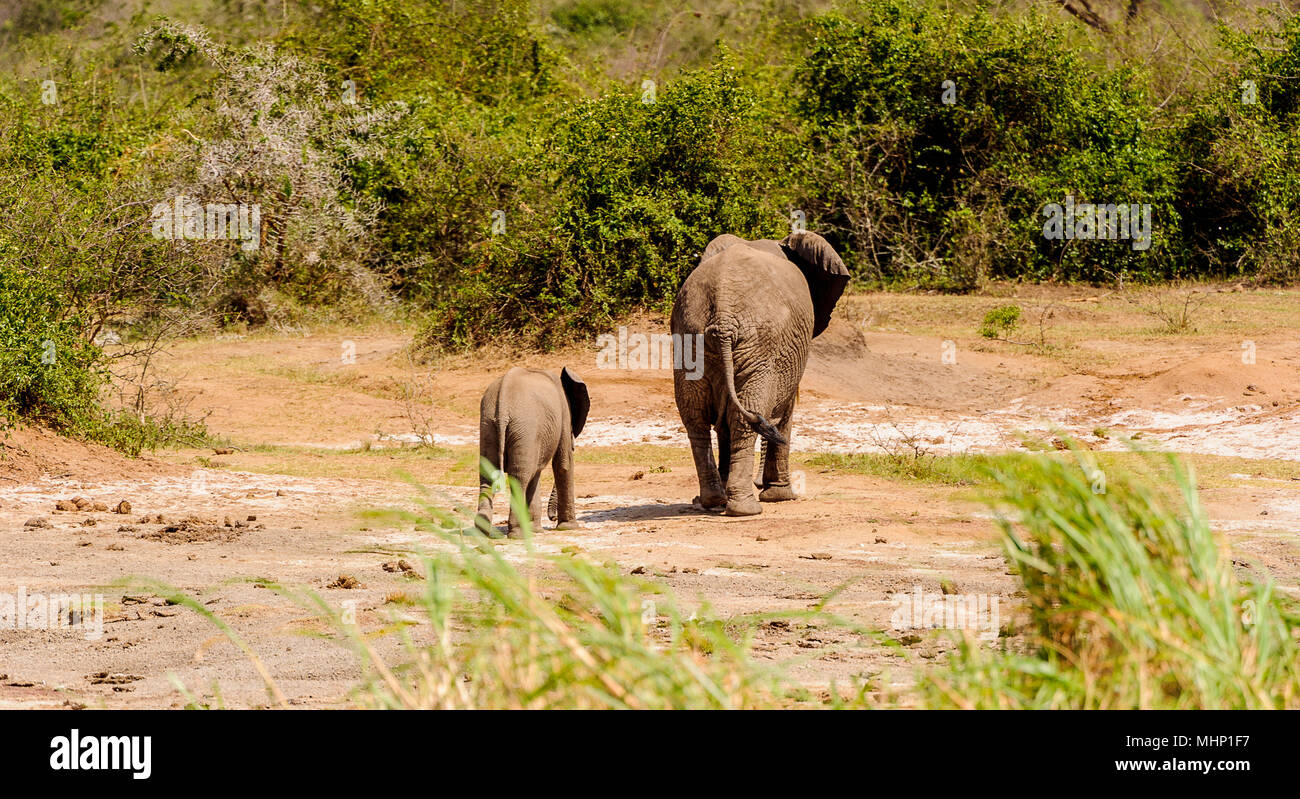 Elephants in Africa, Uganda Stock Photo - Alamy