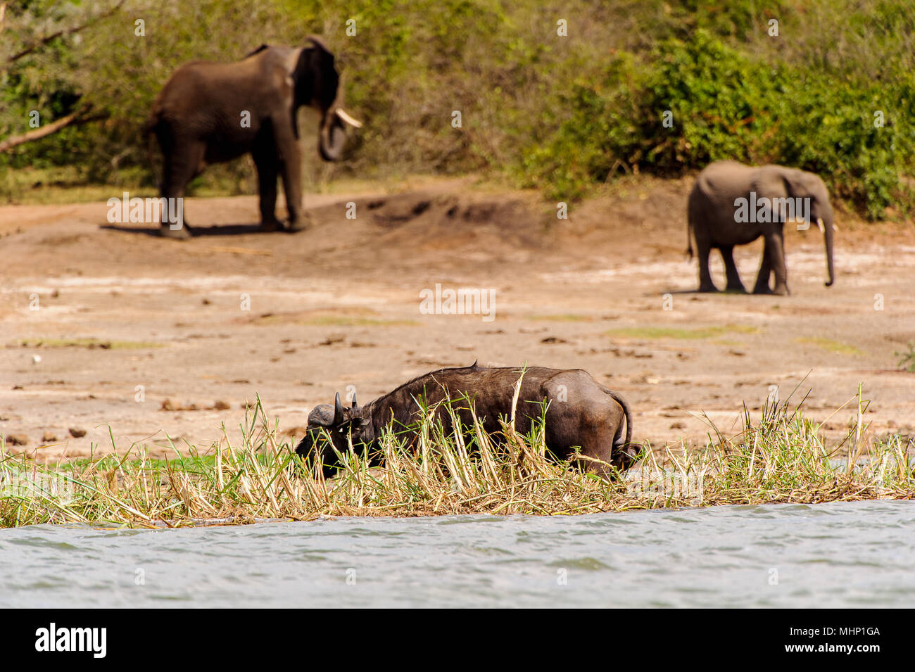 Elephants in Africa, Uganda Stock Photo - Alamy