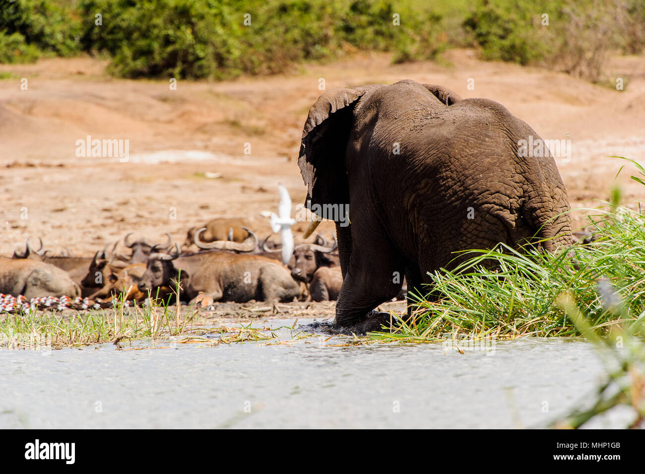 Elephants in Africa, Uganda Stock Photo - Alamy