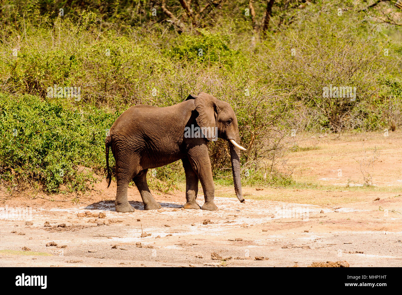Elephants in Africa, Uganda Stock Photo - Alamy