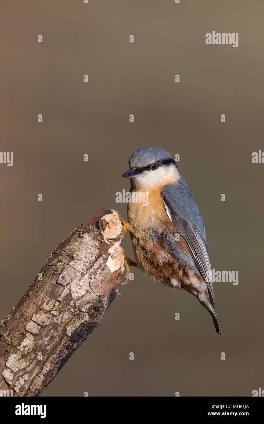 Nuthatch uk close up hi-res stock photography and images - Alamy