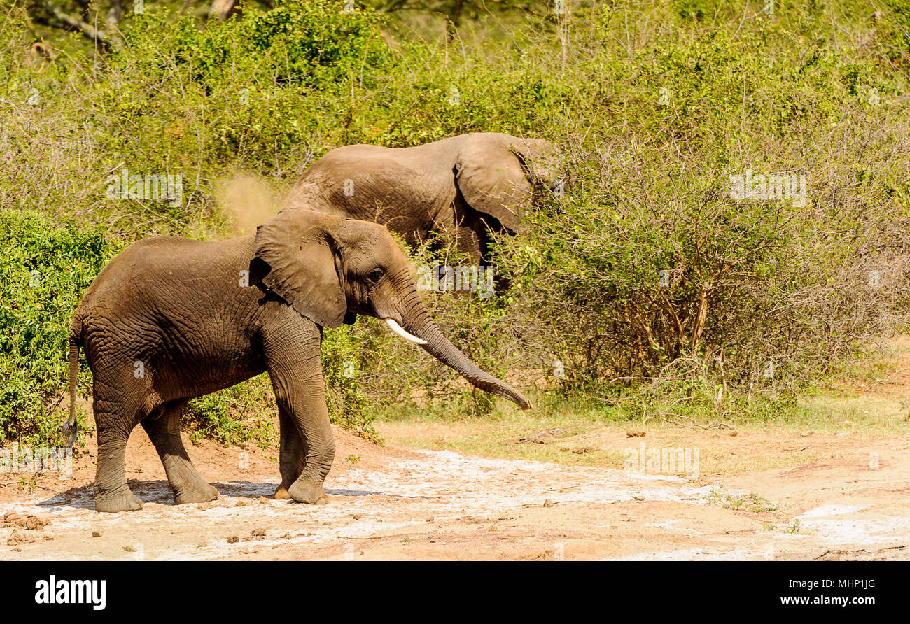 Elephants in Africa, Uganda Stock Photo - Alamy