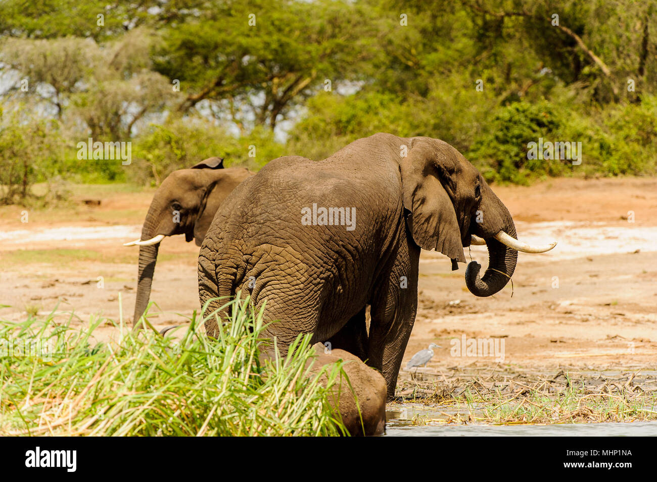 Elephants in Africa, Uganda Stock Photo - Alamy