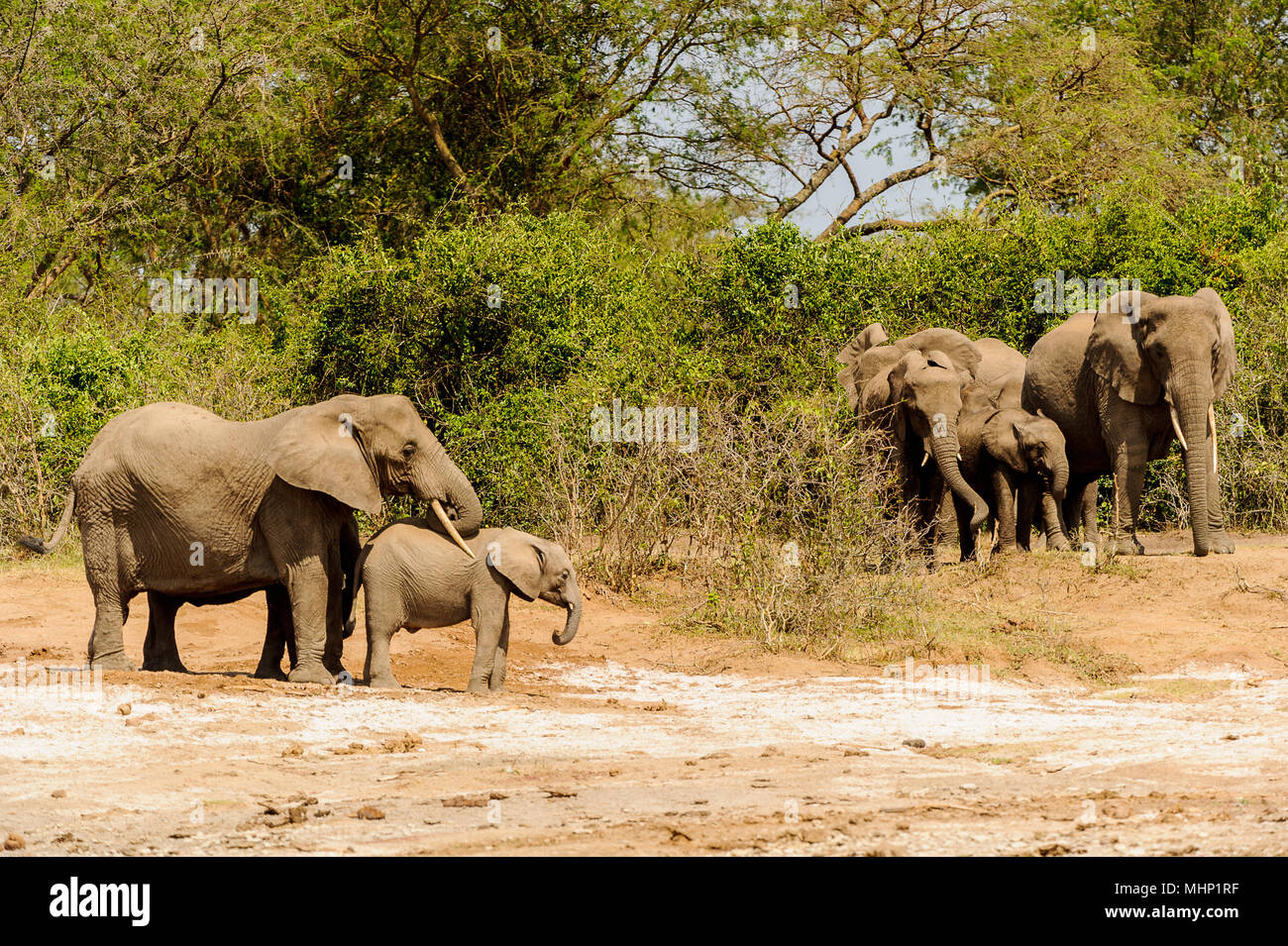 Elephants in Africa, Uganda Stock Photo - Alamy